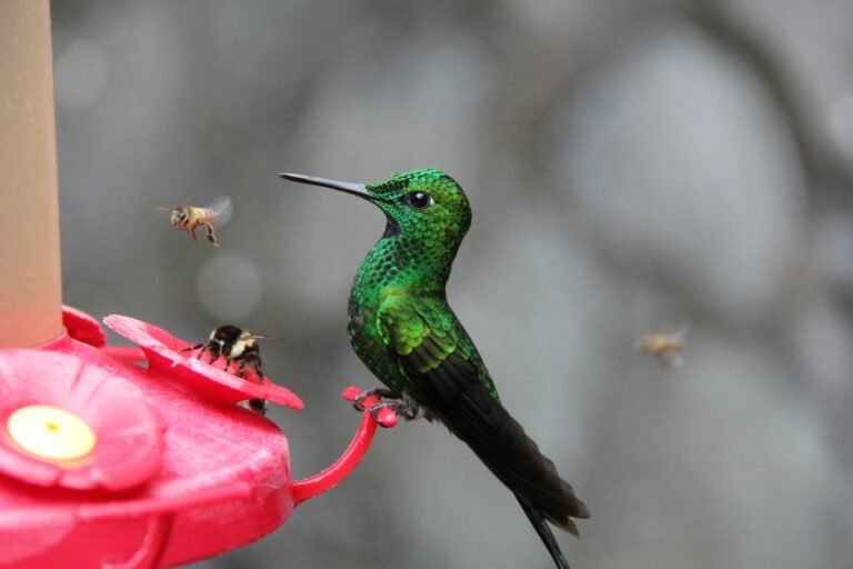 Yankee Feeders Website – Where Birds Gather, Memories Form