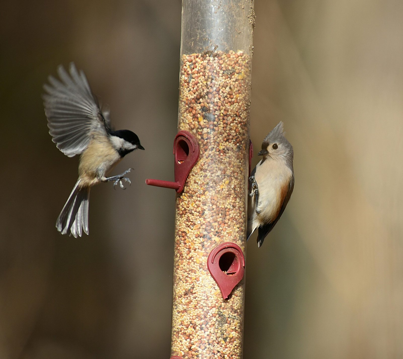 Yankee Feeders Website – Where Birds Gather, Memories Form